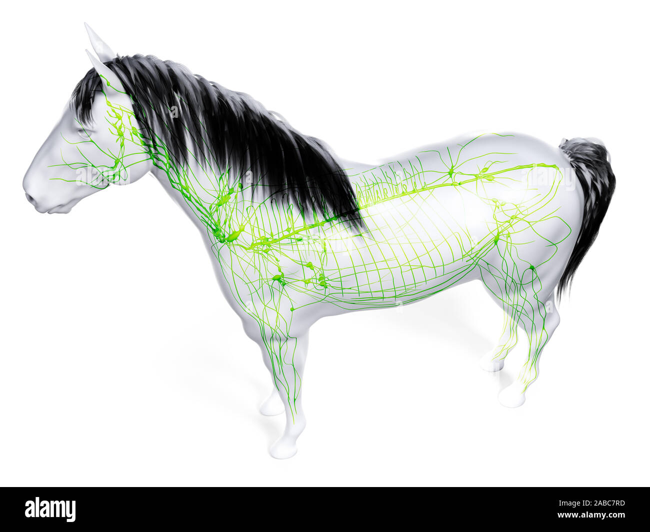 3d rendered anatomy of the equine anatomy - the lymphatic system Stock ...