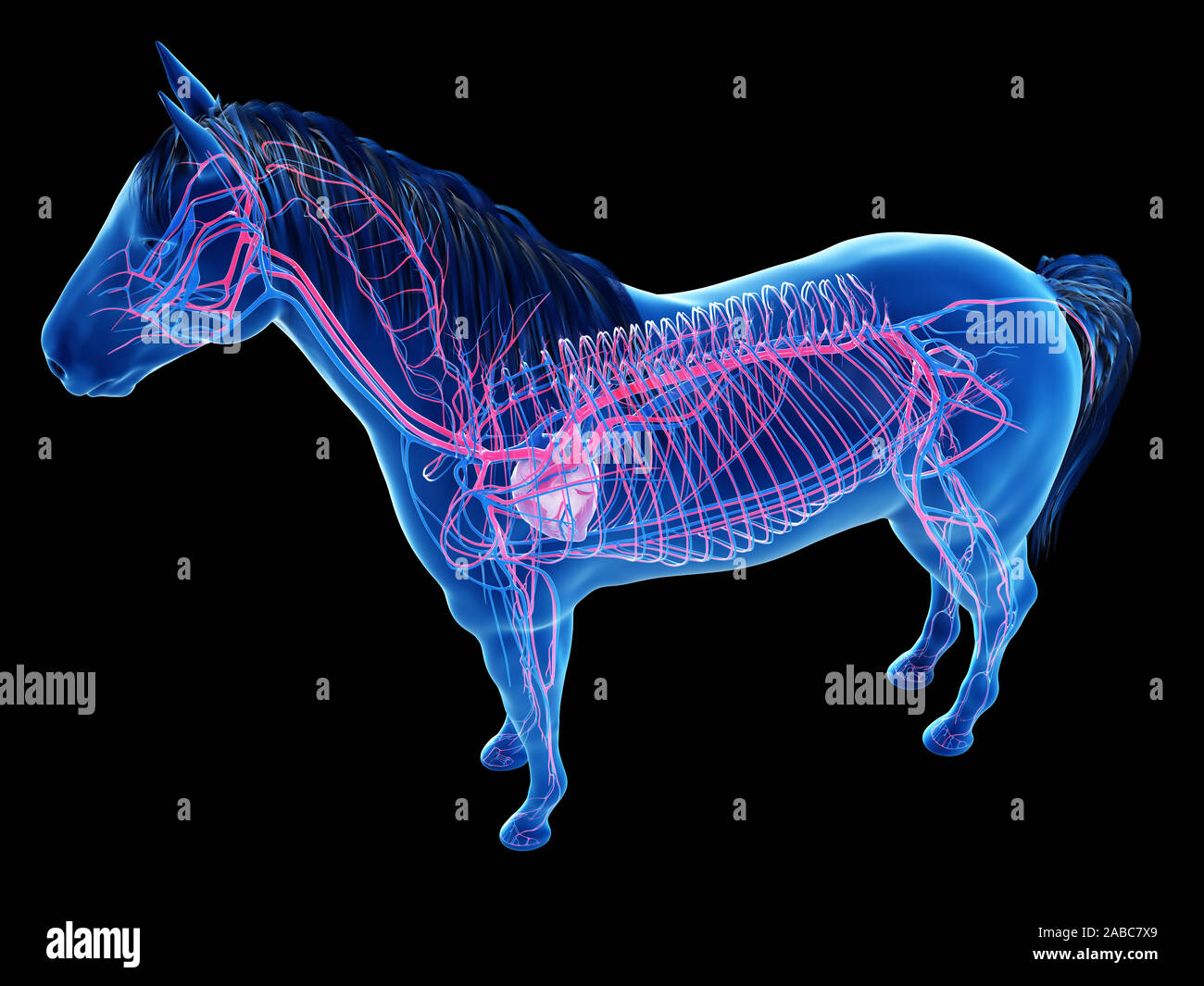 3d rendered anatomy of the equine anatomy - the vascular system Stock ...