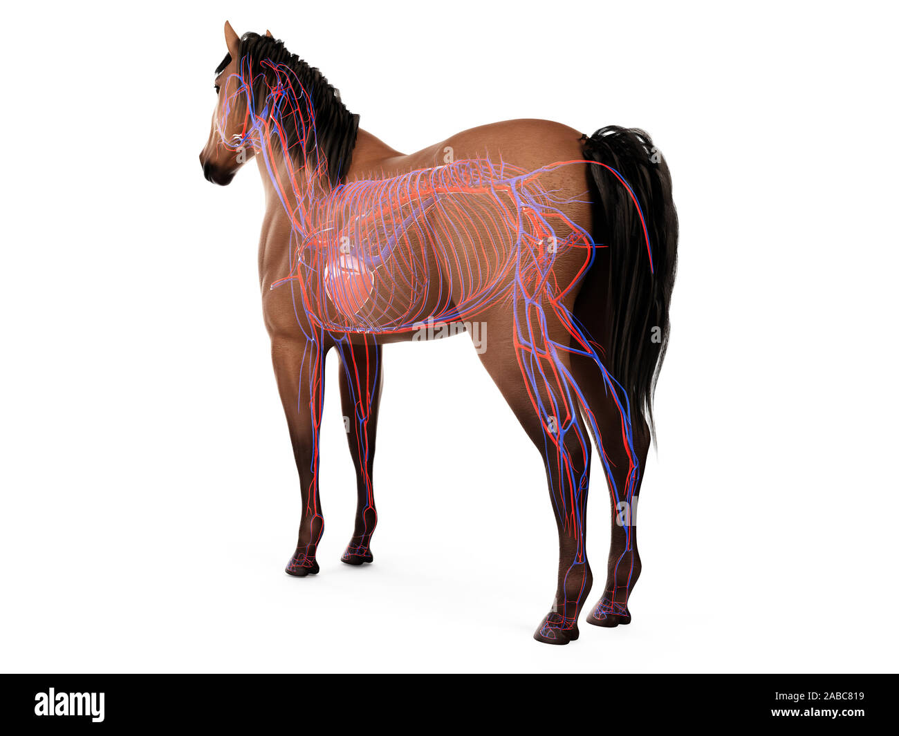 3d rendered anatomy of the equine anatomy - the vascular system Stock ...