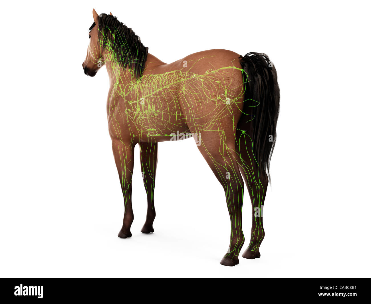 3d rendered anatomy of the equine anatomy - the lymphatic system Stock ...