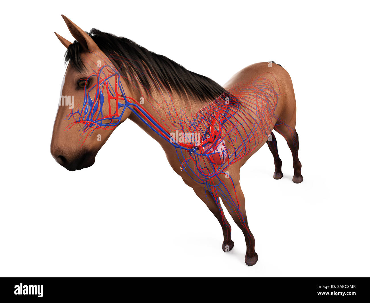 3d rendered anatomy of the equine anatomy - the vascular system Stock ...