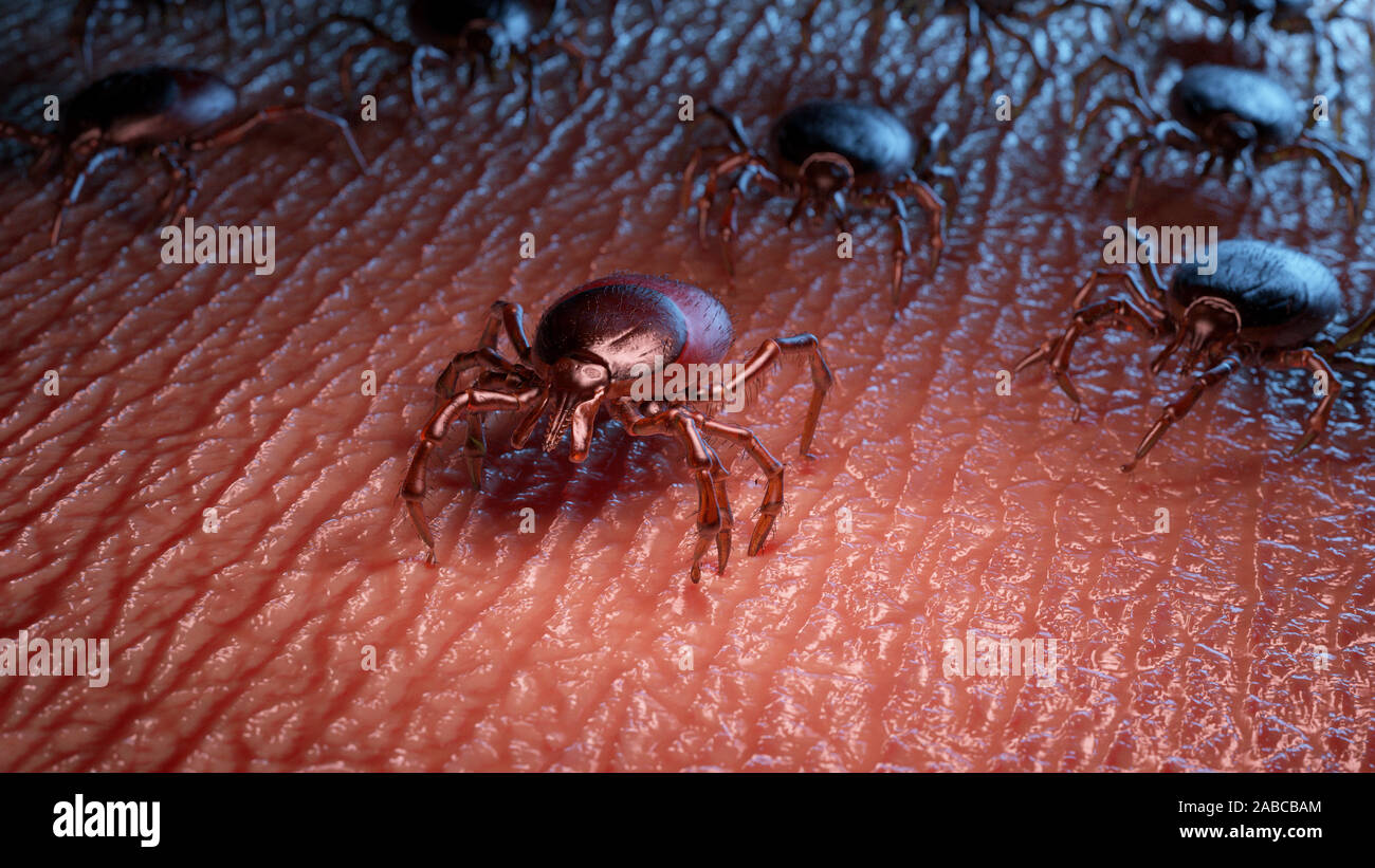 3d rendered illustration of a group of ticks crawling on human skin ...