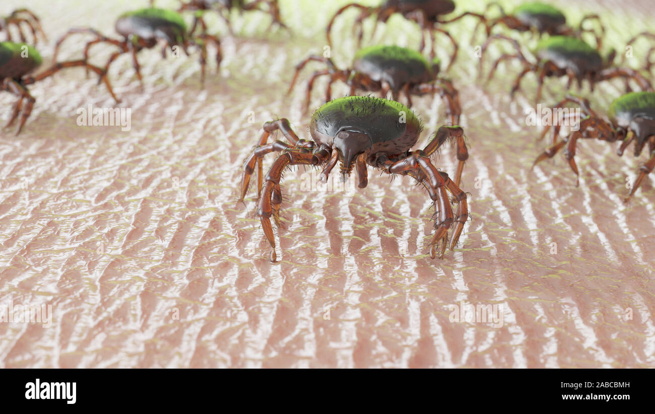 3d rendered illustration of a group of ticks crawling on human skin ...