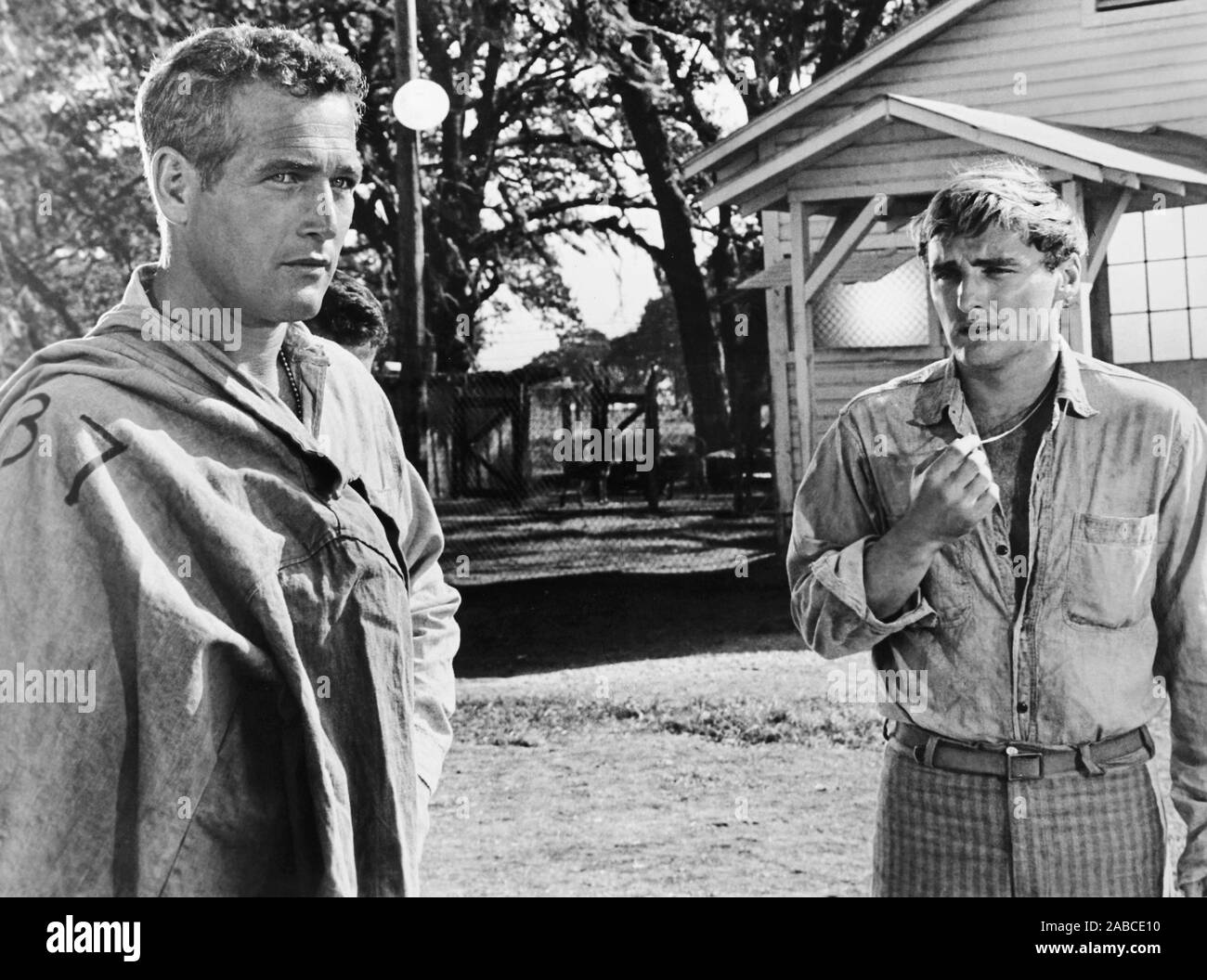 COOL HAND LUKE, from left: Paul Newman, Dennis Hopper, 1967 Stock Photo ...