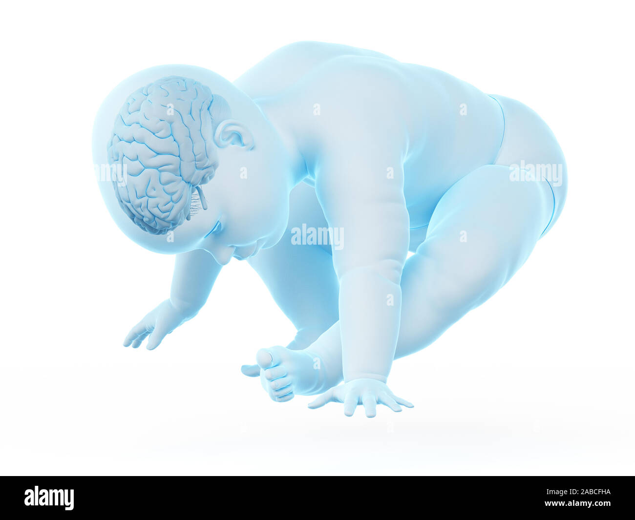 3d rendered medically accurate illustration of the brain of a baby ...