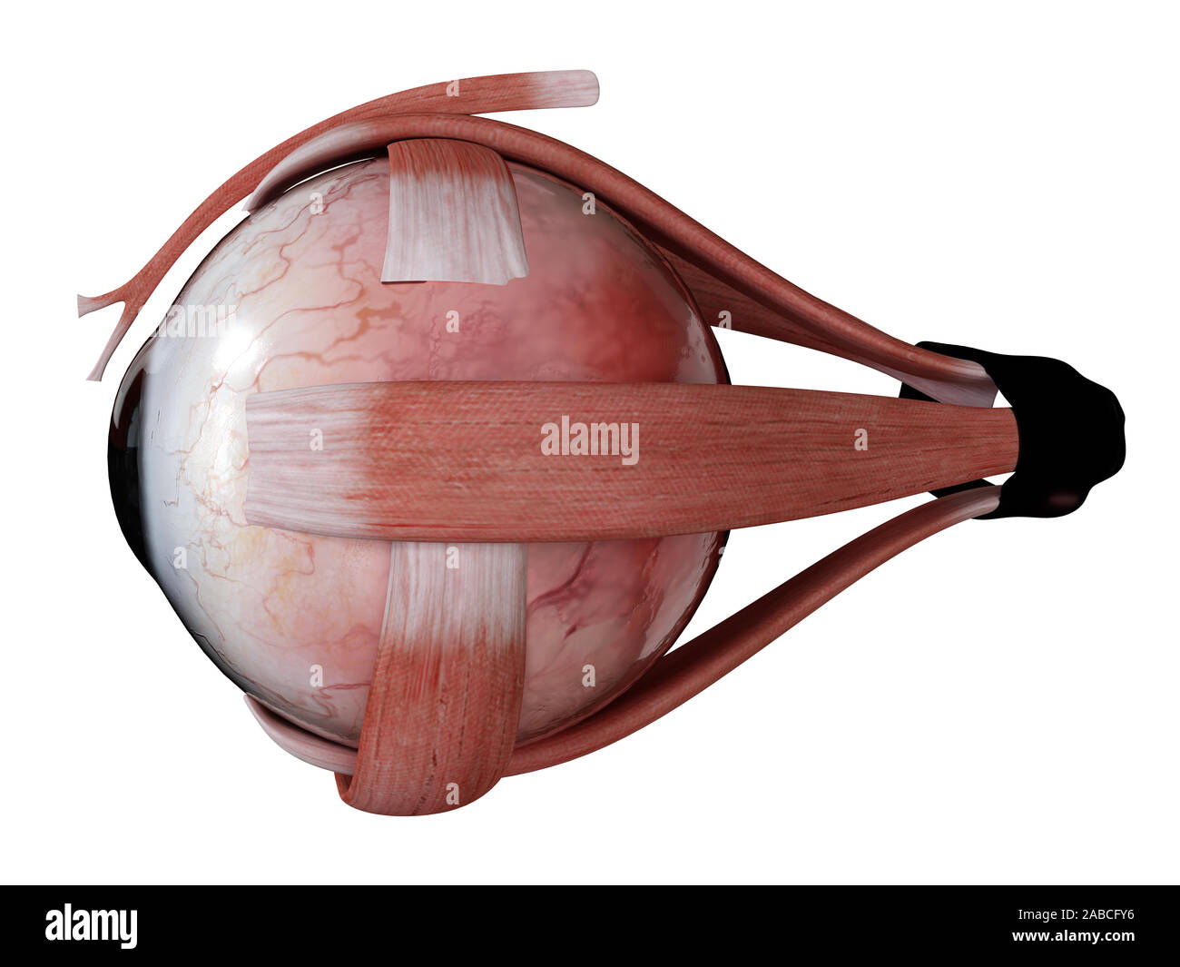 3d rendered medically accurate illustration of the human eye muscles ...