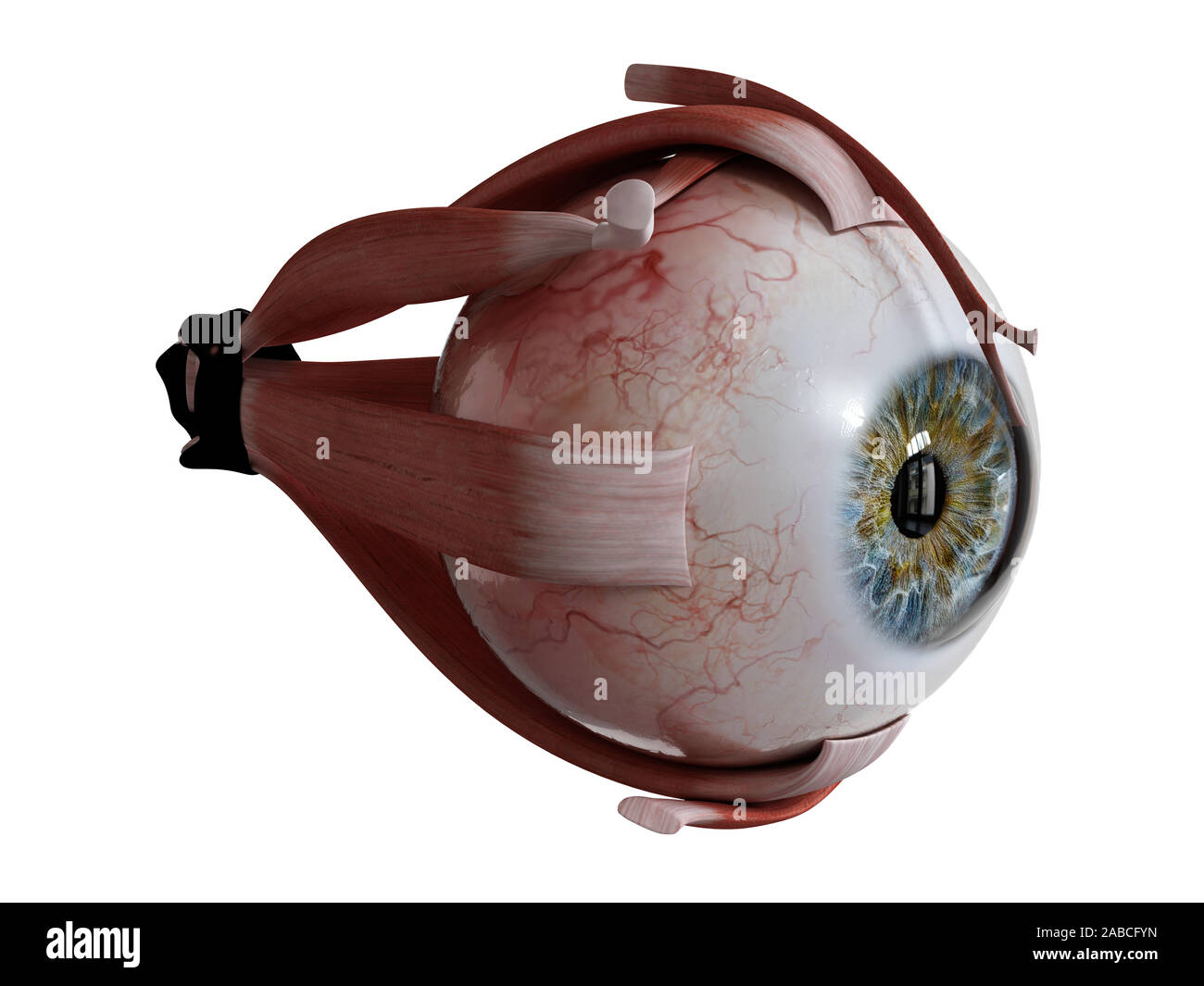 3d rendered medically accurate illustration of the human eye muscles ...
