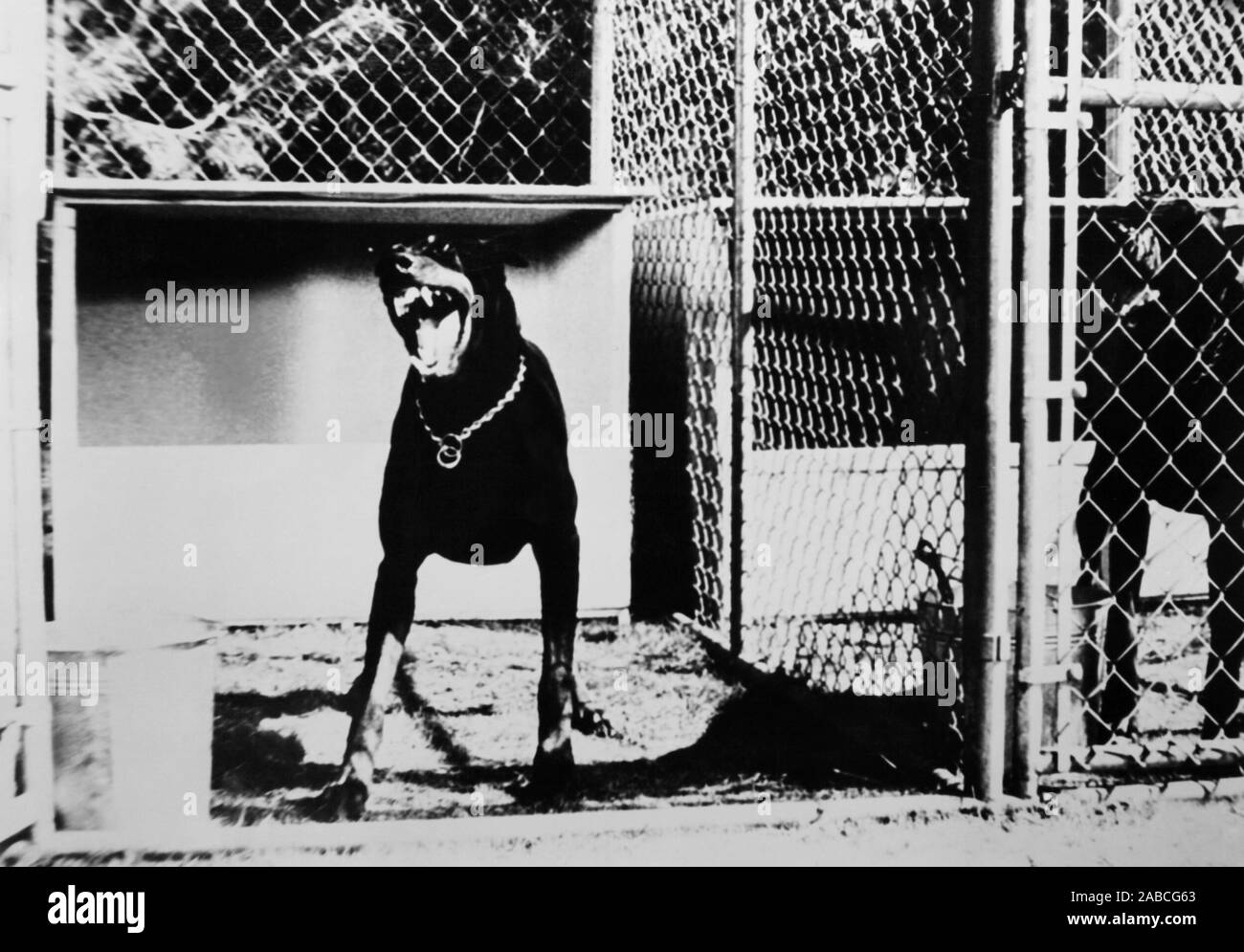 THE DOBERMAN GANG, 1972 Stock Photo - Alamy