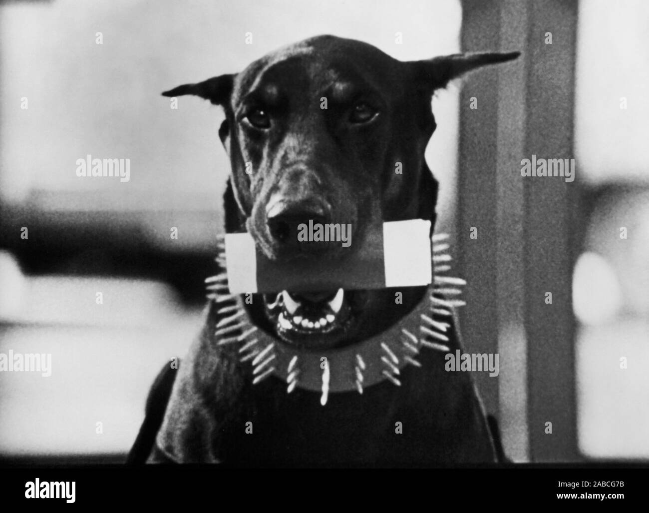 THE DOBERMAN GANG, 1972 Stock Photo - Alamy