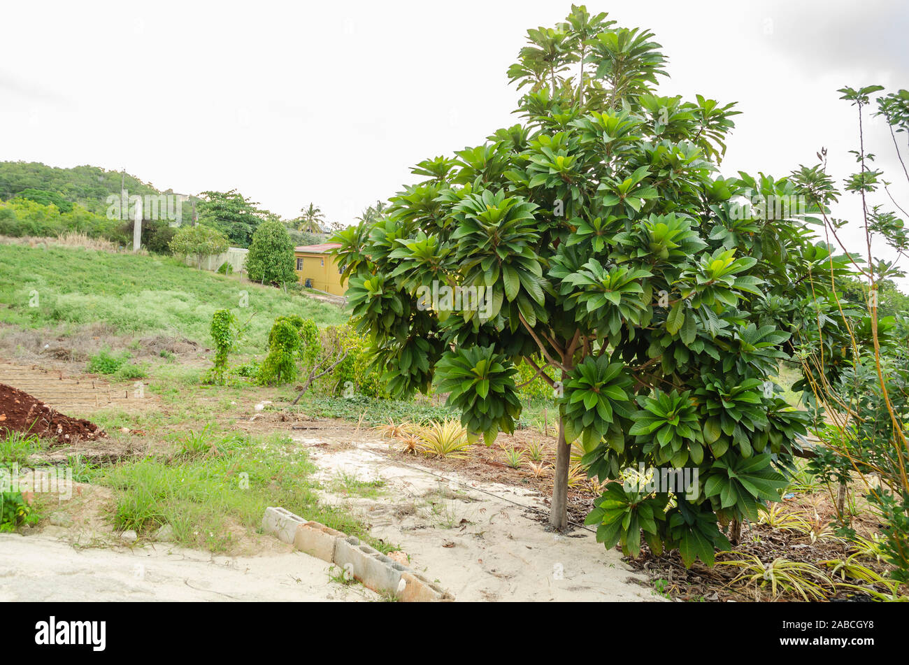 Sapote tree hi-res stock photography and images - Alamy