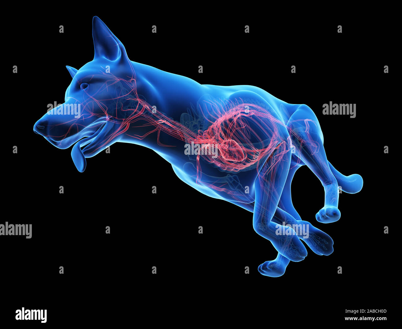 Dog circulatory system hi-res stock photography and images - Alamy