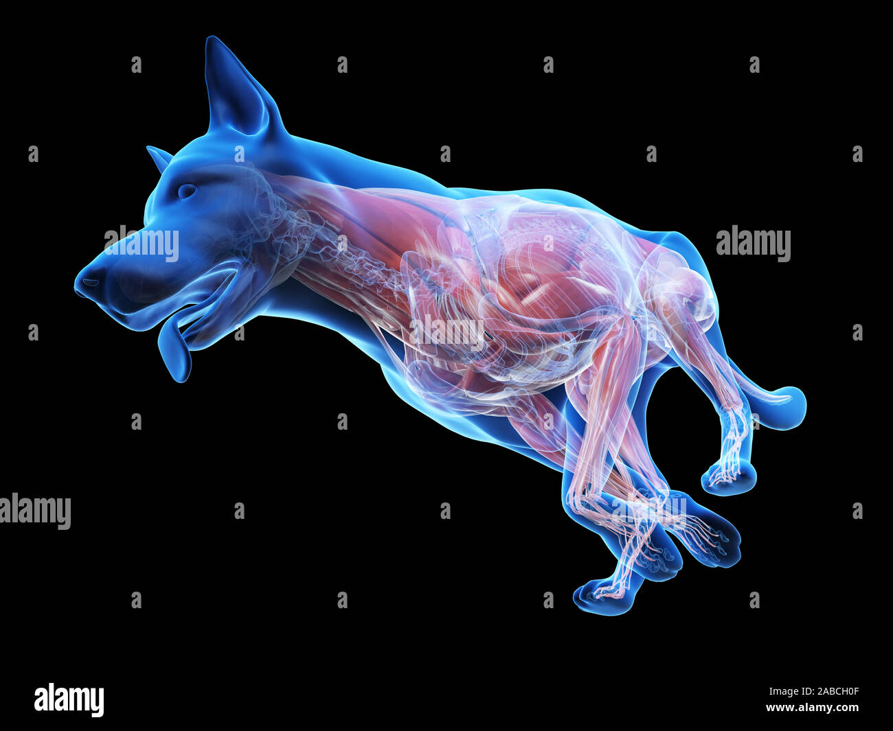 3d rendered medically accurate illustration of a dogs muscles Stock ...
