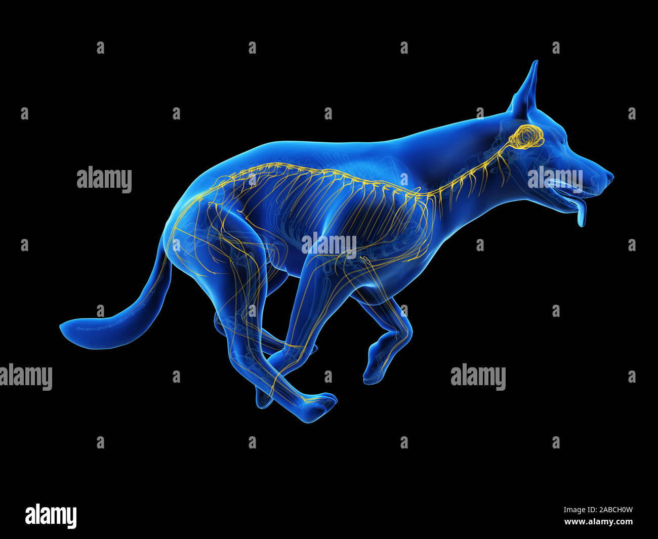 3d rendered medically accurate illustration of a dogs nervous system ...