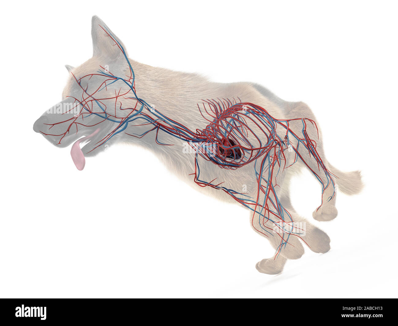 3d rendered medically accurate illustration of a dogs vascular system ...