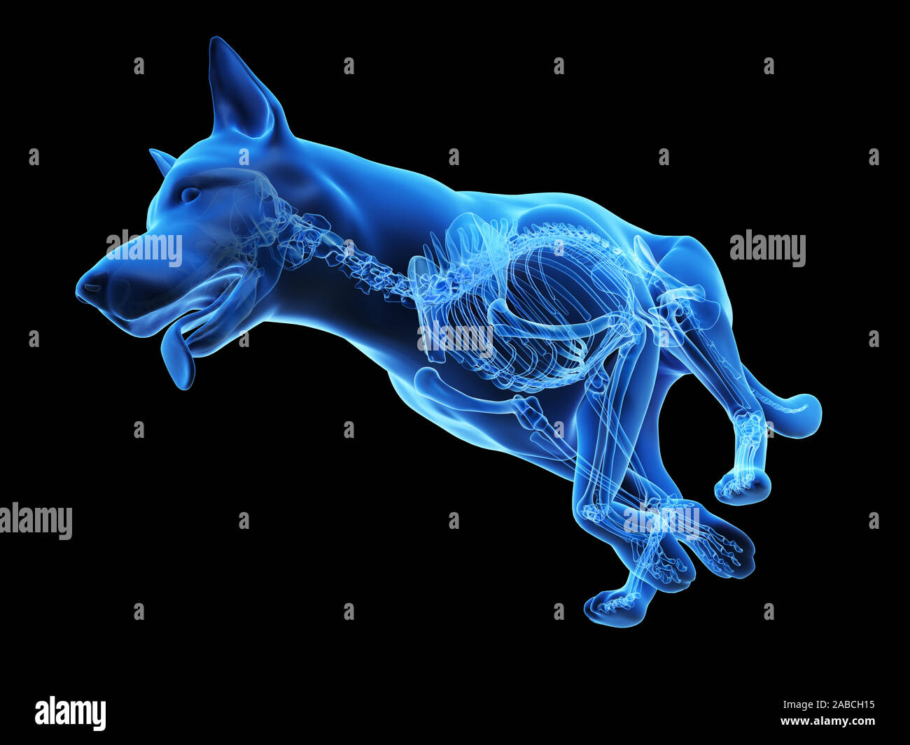 Dog skeleton drawing hi-res stock photography and images - Alamy