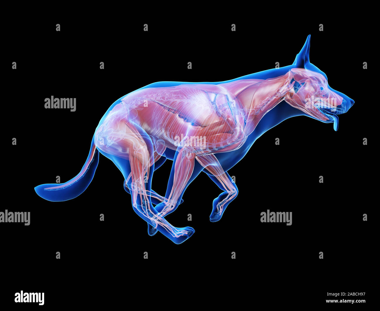 3d rendered medically accurate illustration of a dogs muscles Stock ...