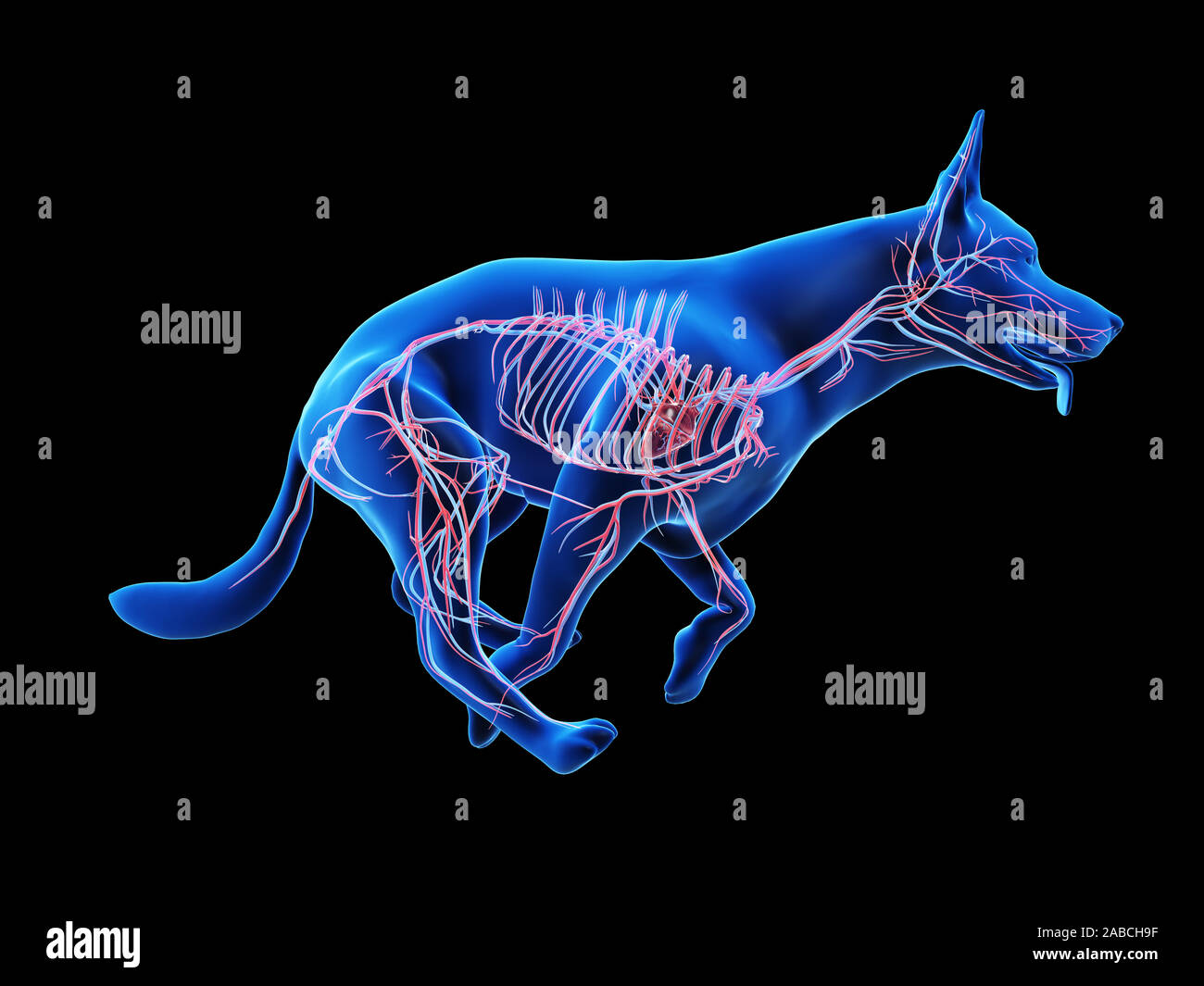 Diagram Of The Circulatory System Of A Dog Dog Heart