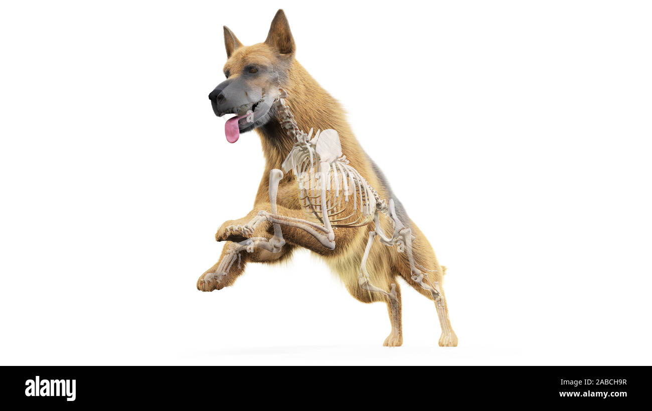 3d rendered medically accurate illustration of a dogs skeleton Stock ...