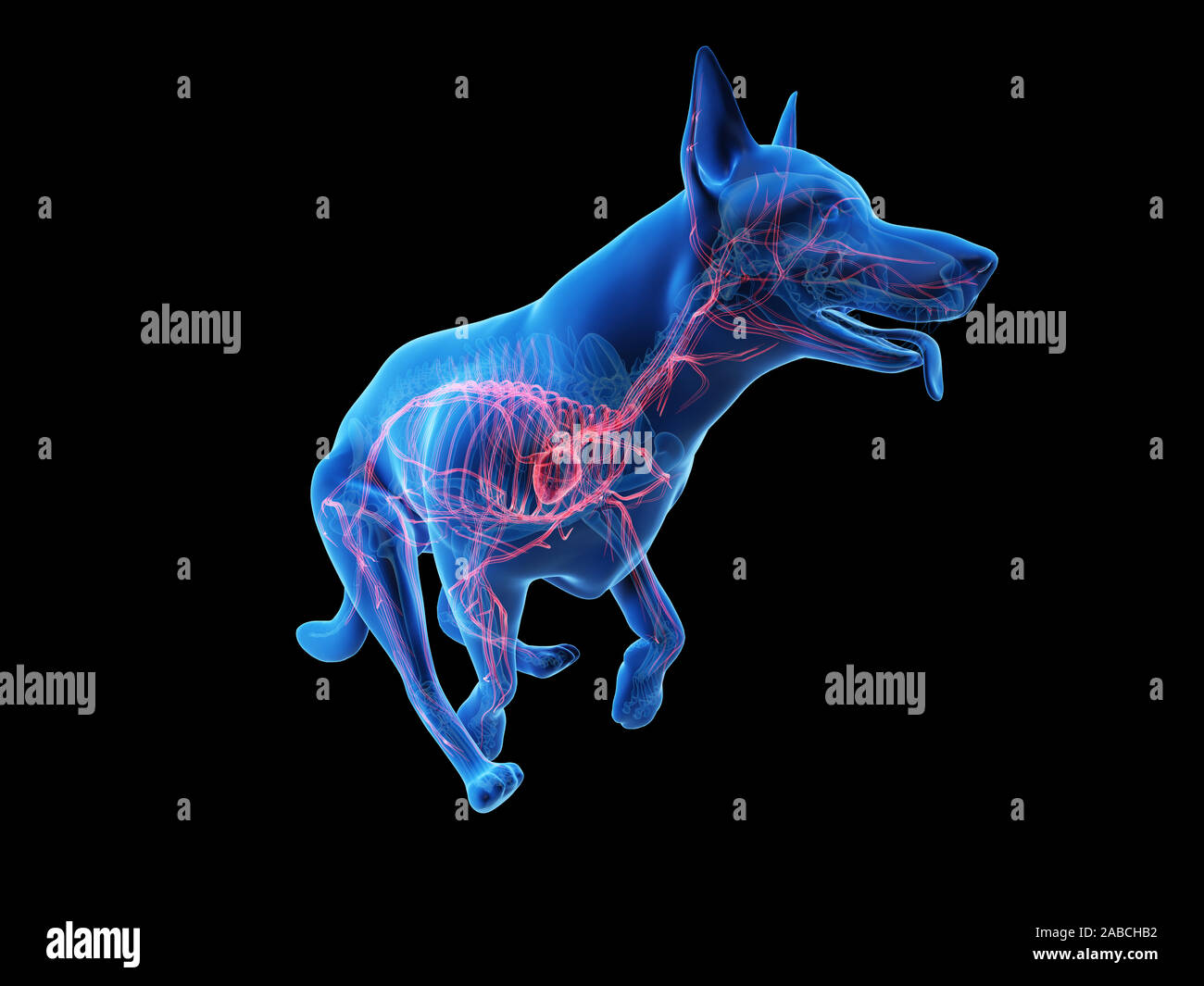 3d rendered medically accurate illustration of a dogs vascular system ...