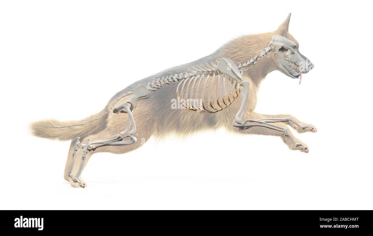 3d rendered medically accurate illustration of a dogs skeletal system ...