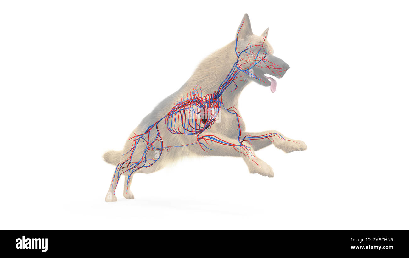 3d rendered medically accurate illustration of a dogs vascular system ...