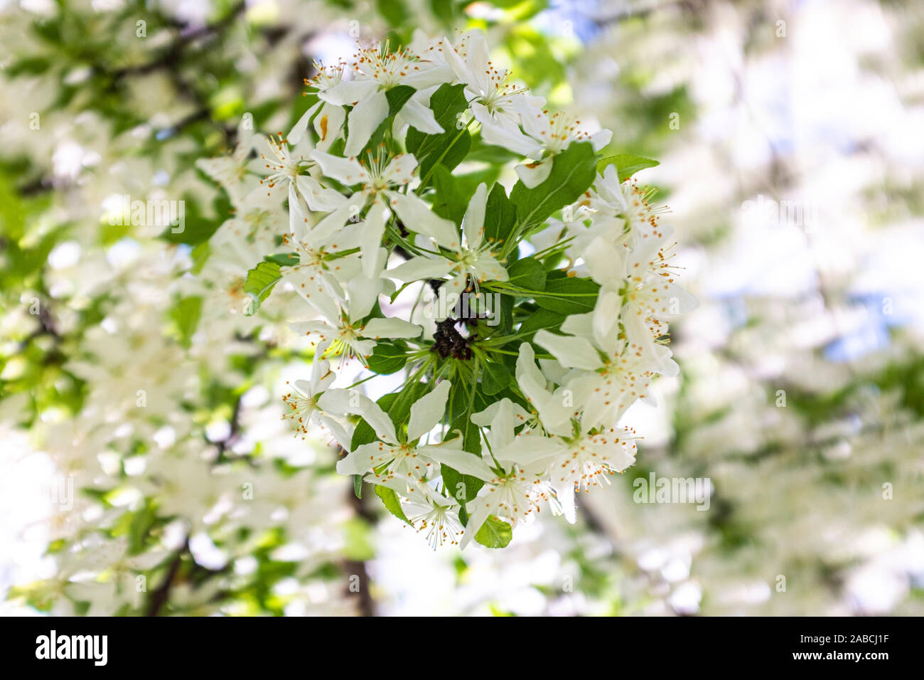A close up of spring flowers trees Stock Photo - Alamy