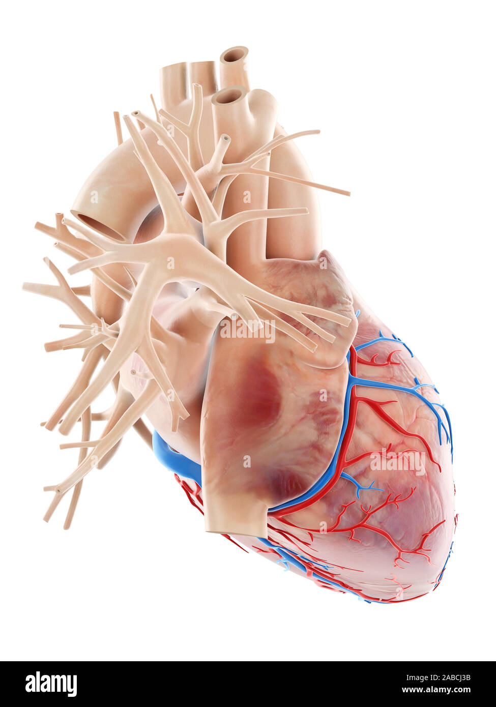 3d rendered medically accurate illustration of the human heart Stock ...