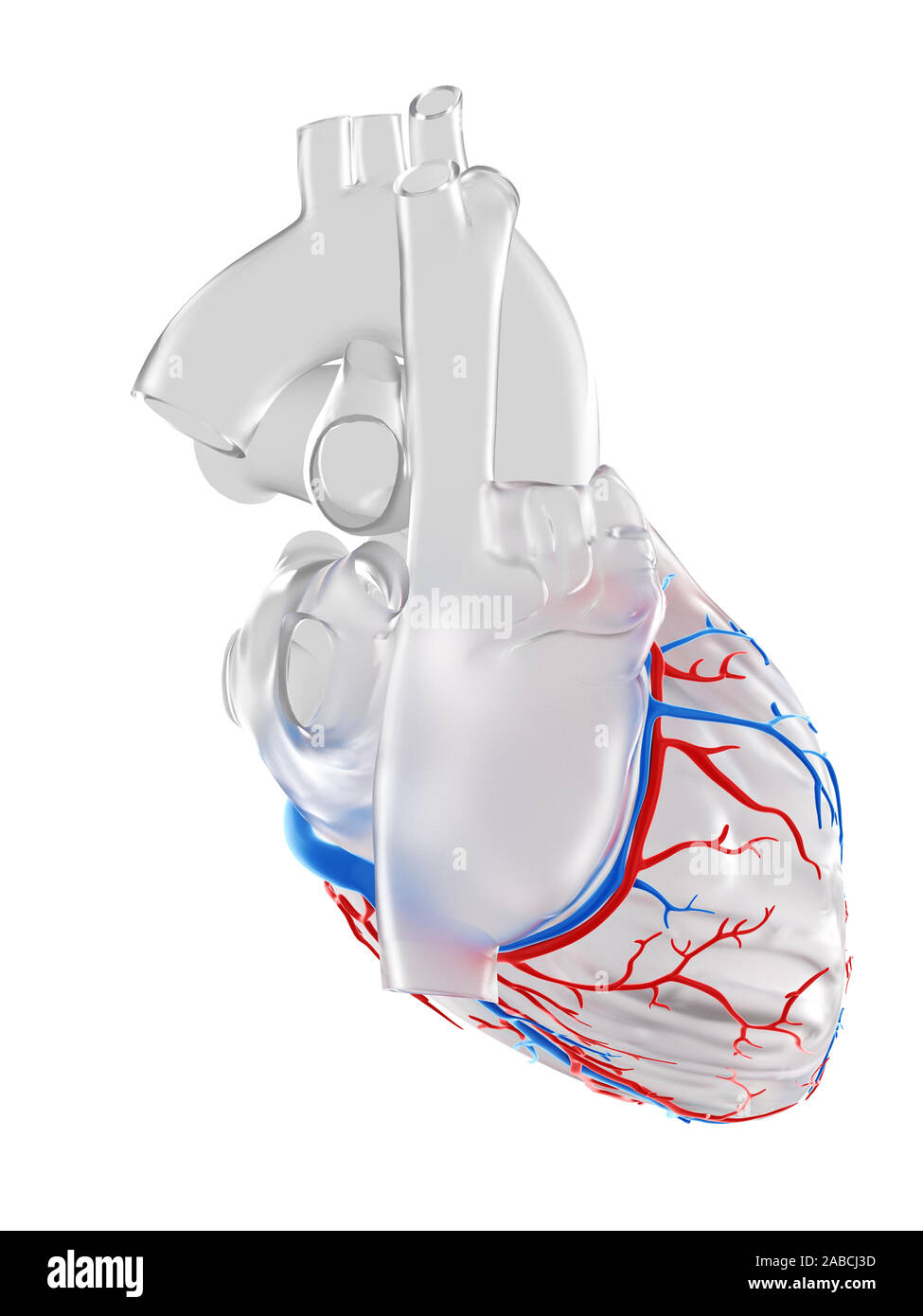 Coronary blood vessels hi-res stock photography and images - Alamy