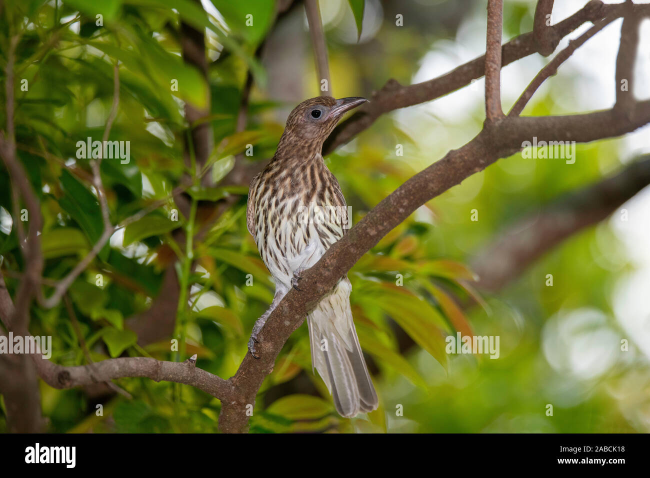 Australasian Figbird Sphecotheres vieilloti Cairns, Queensland ...