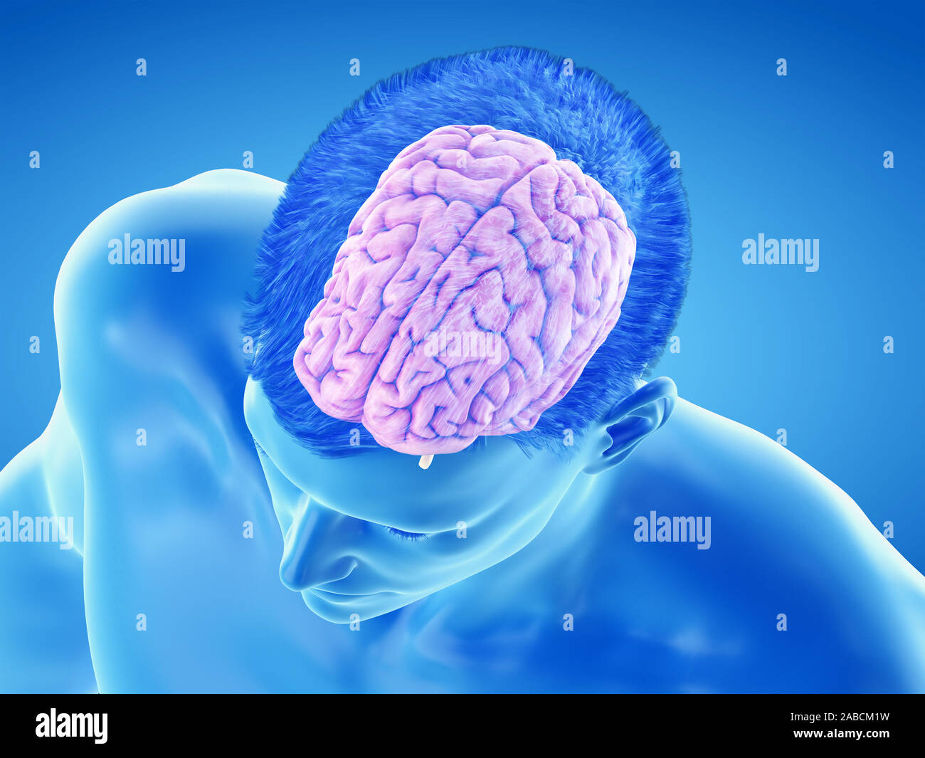 3d rendered medically accurate illustration of the brain anatomy - the ...