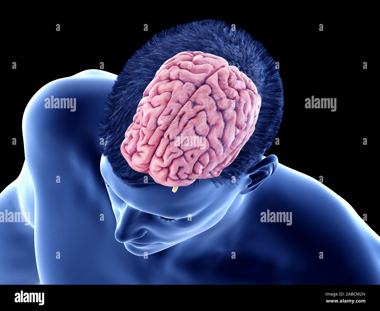 3d rendered medically accurate illustration of the brain anatomy - the ...