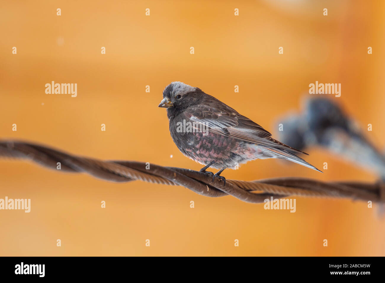 Rosy finch hi-res stock photography and images - Alamy