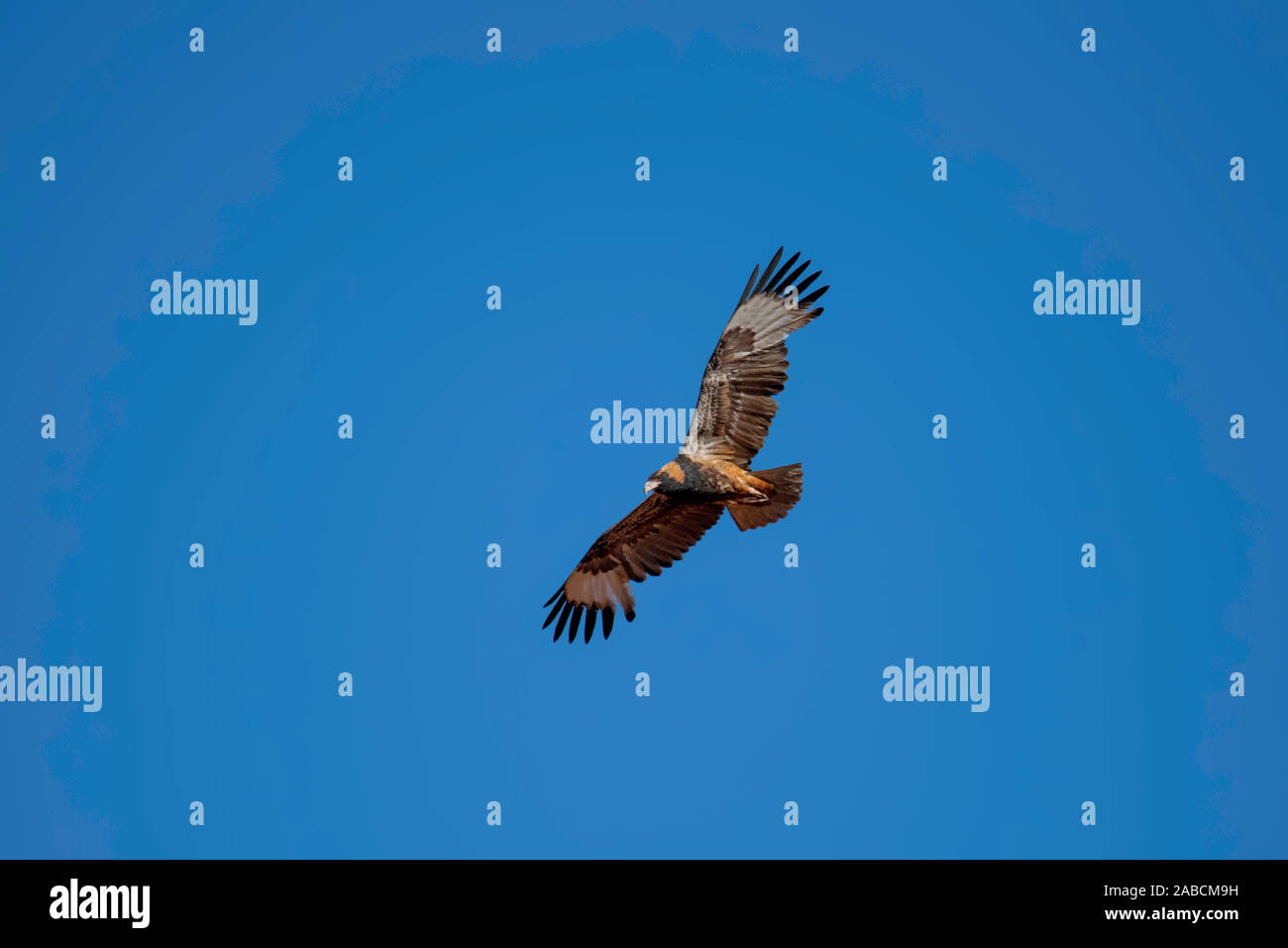 Black-breasted Buzzard Hamirostra melanosternon Uluru, Northern ...