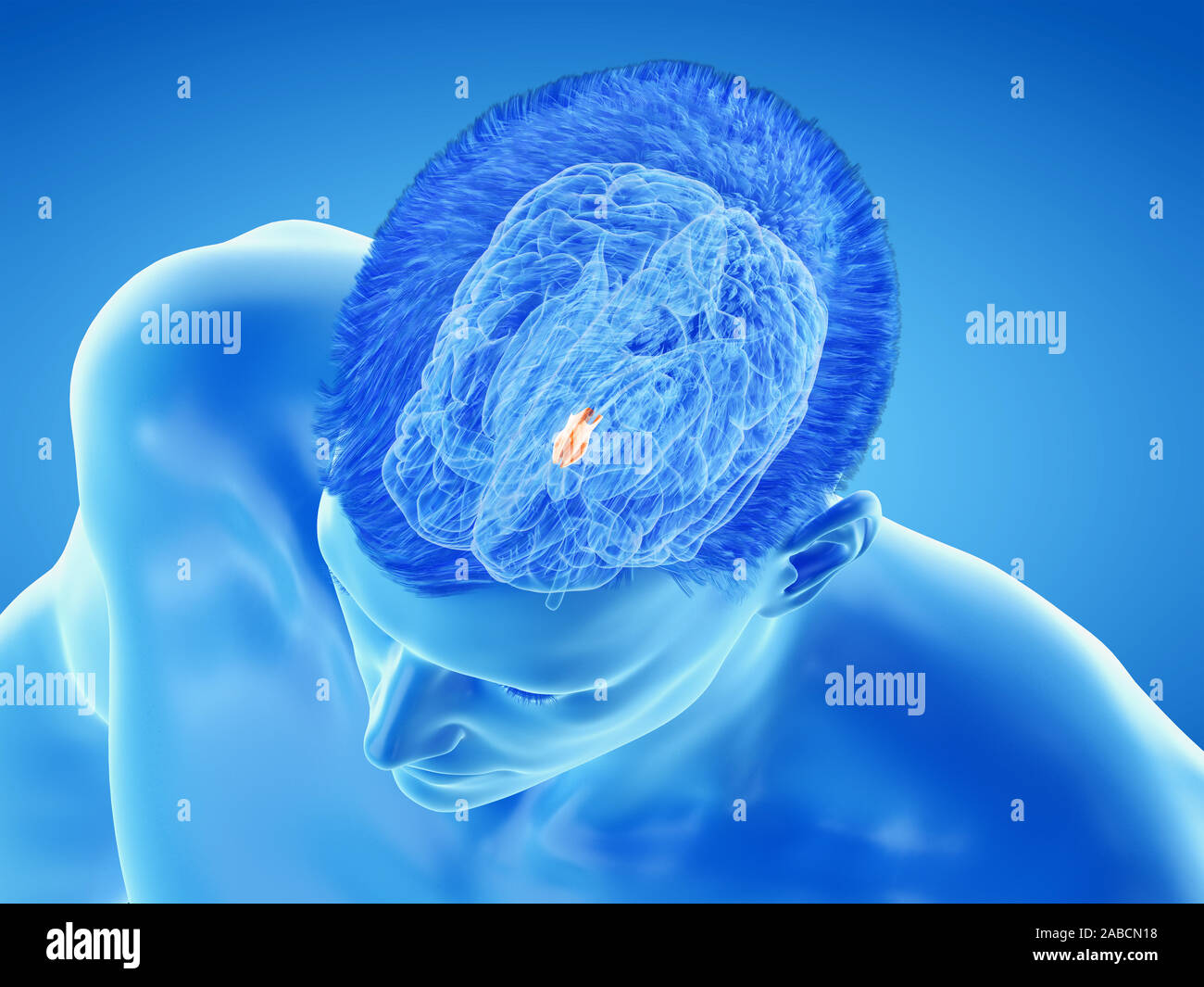 3d rendered medically accurate illustration of the brain anatomy - the ...