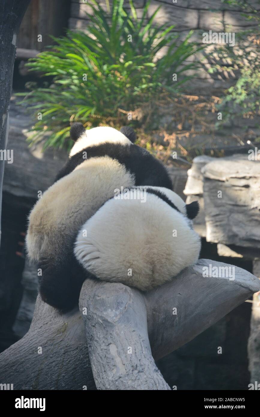 Panda brothers Mengbao and Mengyu enjoy their new life by playing and ...