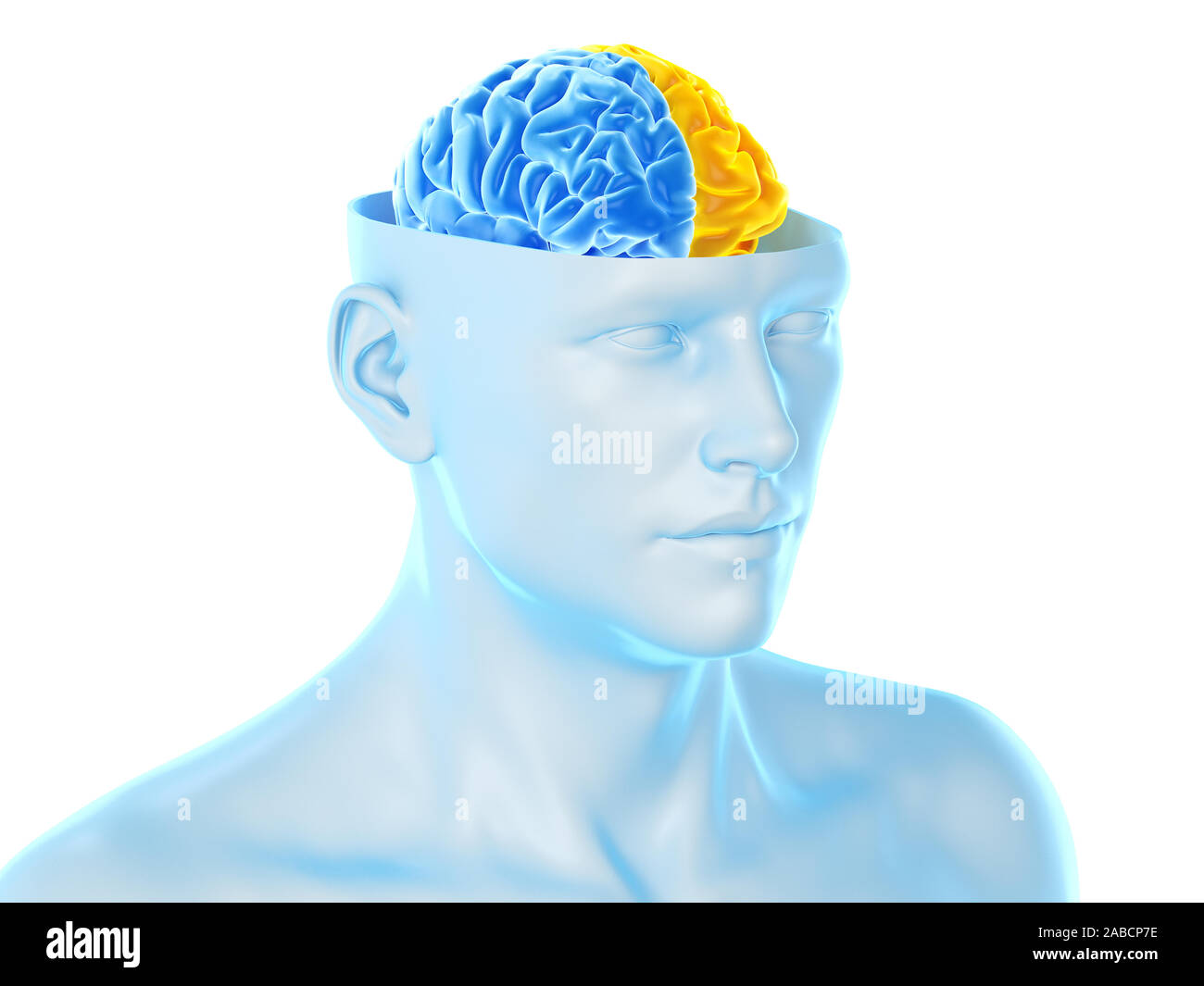 3d rendered medically accurate illustration of the two brain ...