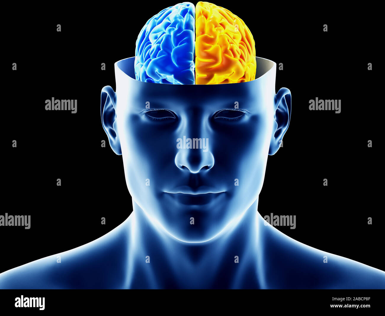 Brain hemispheres artwork hi-res stock photography and images - Alamy