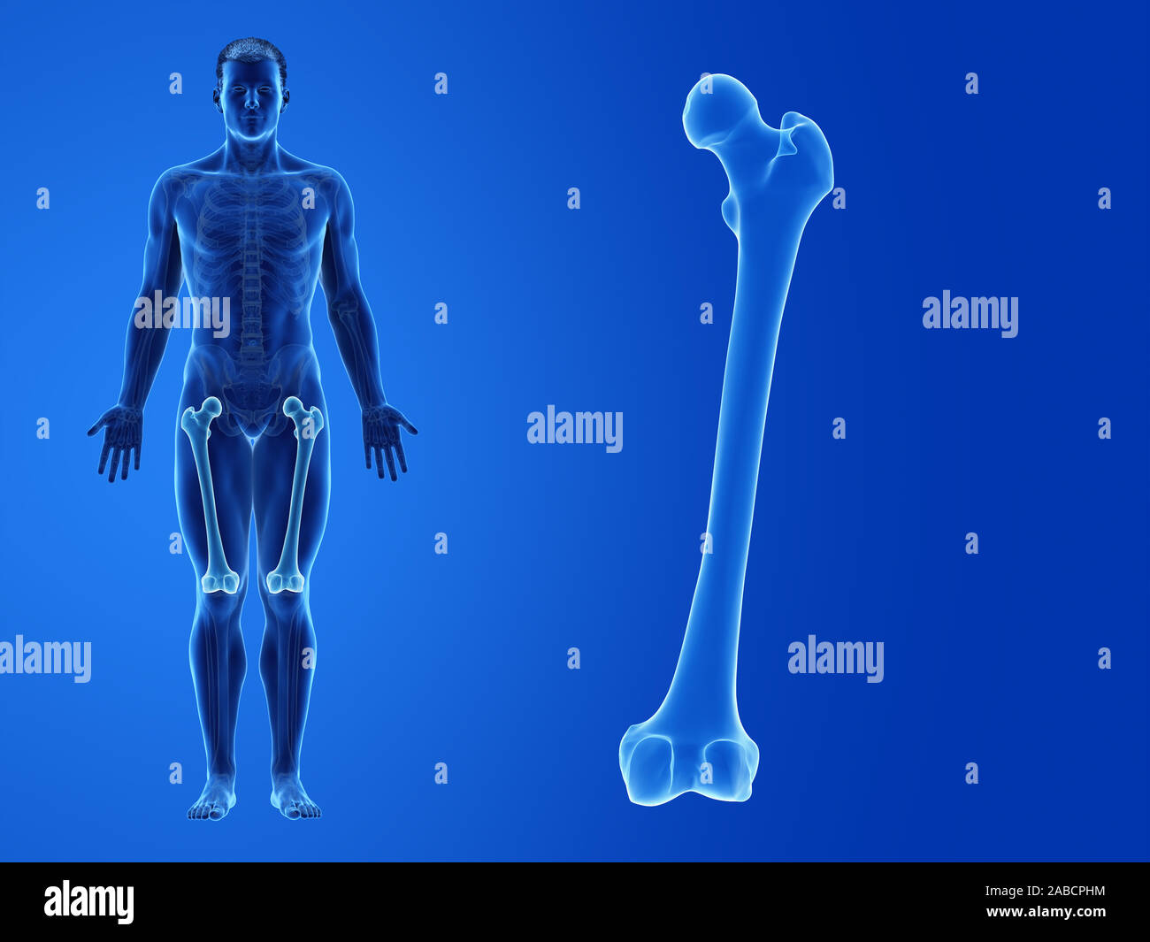 3d rendered medically accurate illustration of the human femur Stock ...