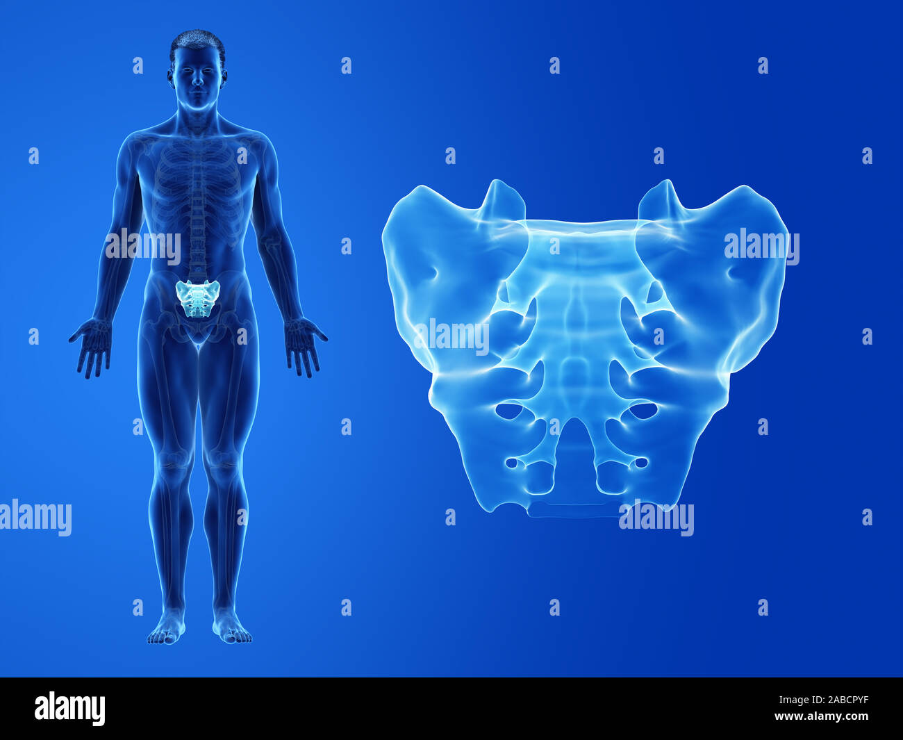 3d rendered medically accurate illustration of the human sacrum Stock ...