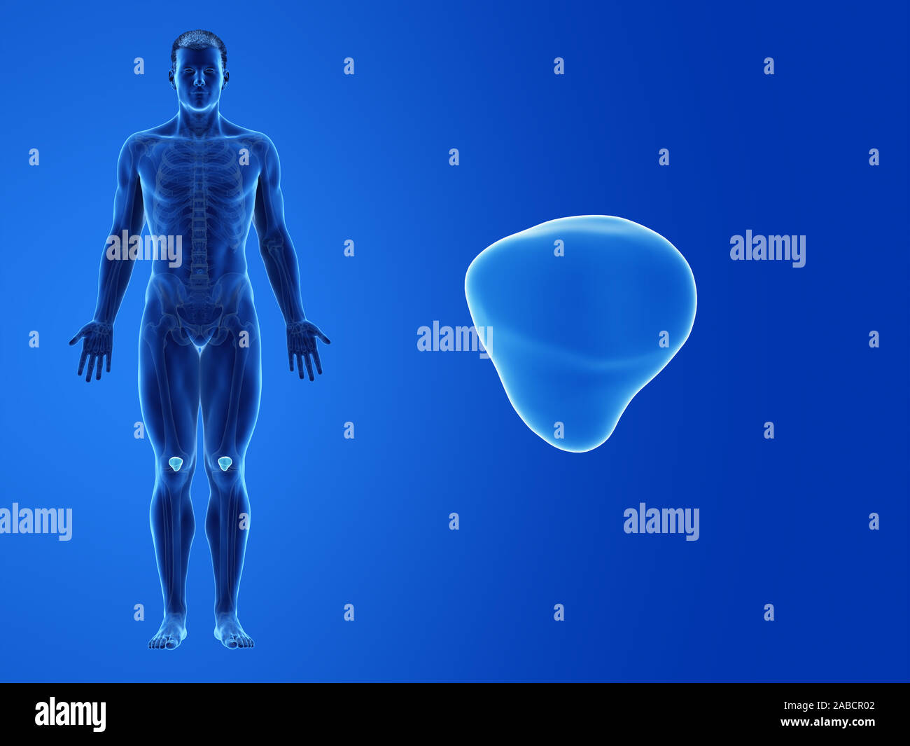 3d rendered medically accurate illustration of the human patella Stock ...