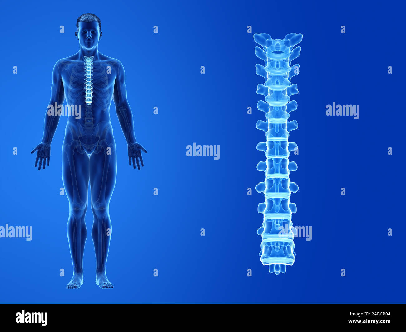 3d rendered medically accurate illustration of the human thoracic spine ...