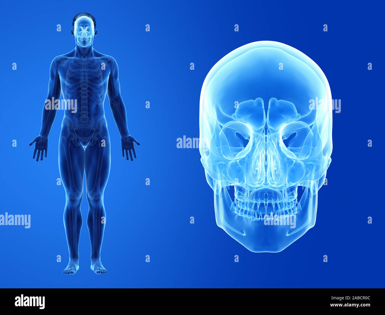 3d rendered medically accurate illustration of the human skull Stock ...