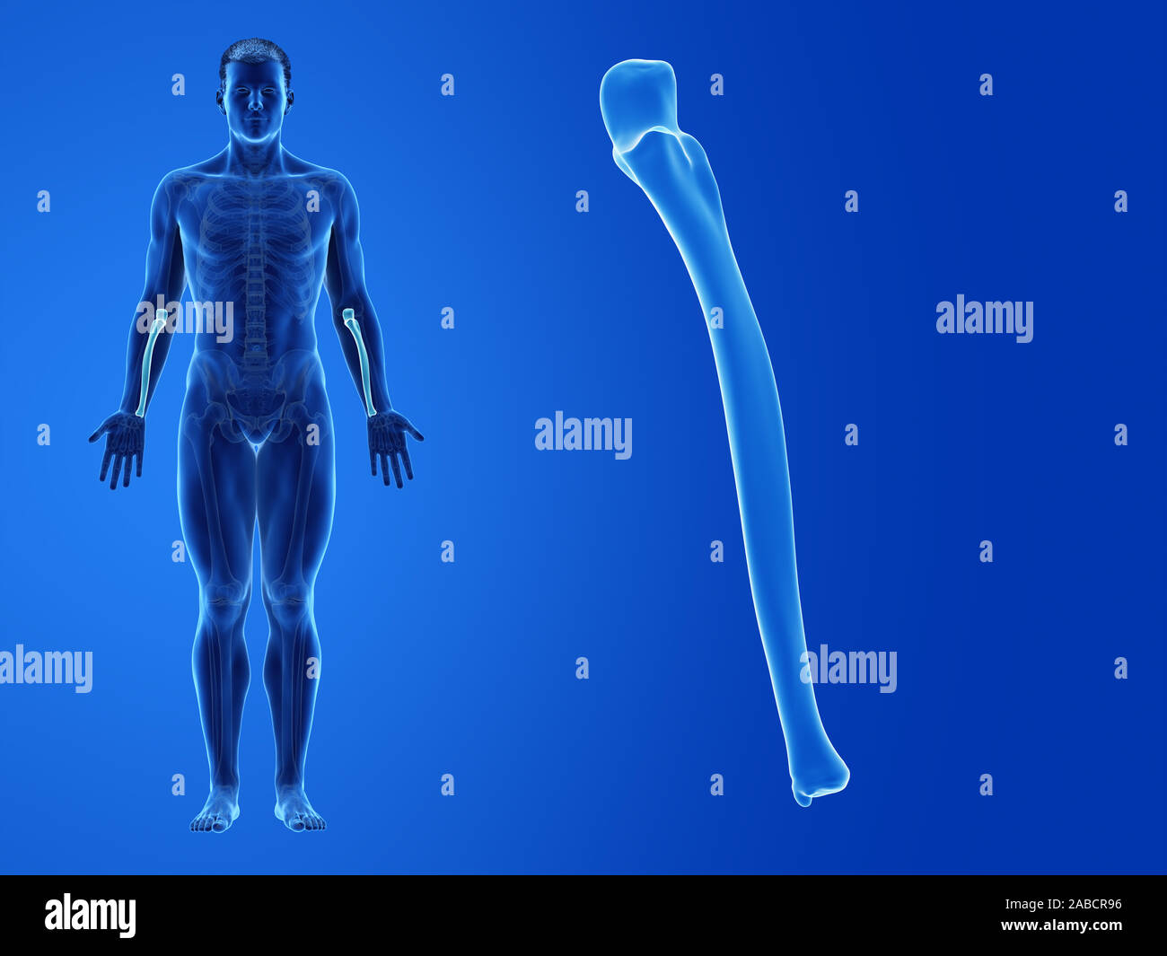 3d rendered medically accurate illustration of the human ulna Stock ...