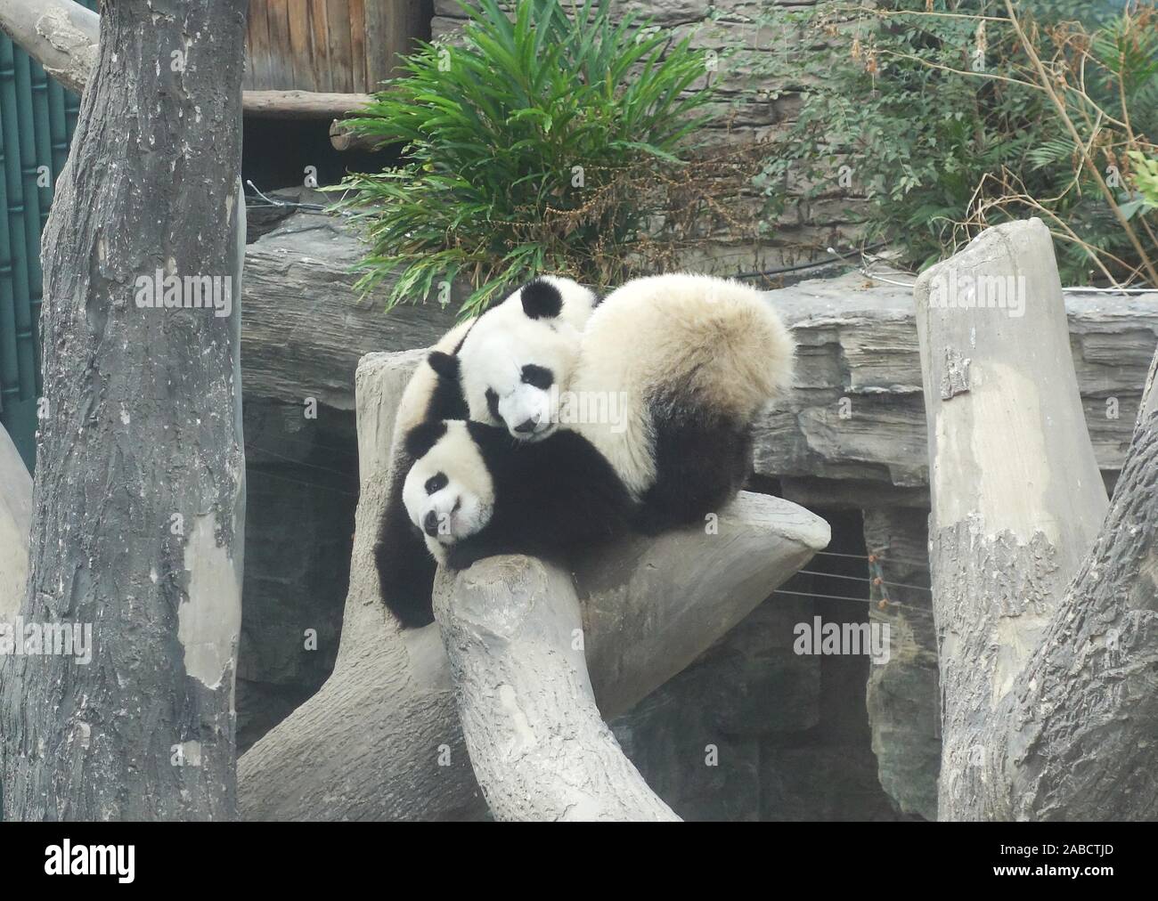 One-year-old twin pandas Meng Bao and Meng Yu just moved to Olympic ...
