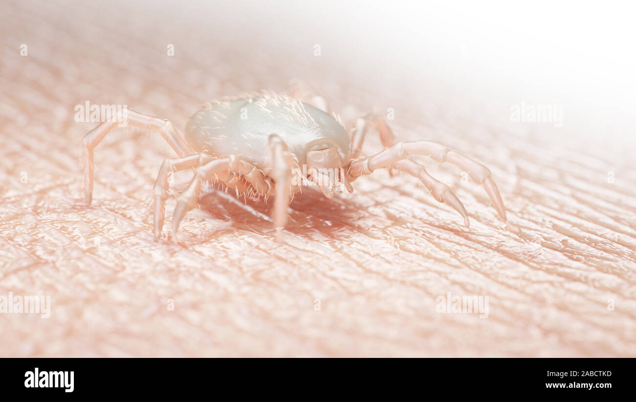 3d rendered medically accurate illustration of a tick larva Stock Photo ...