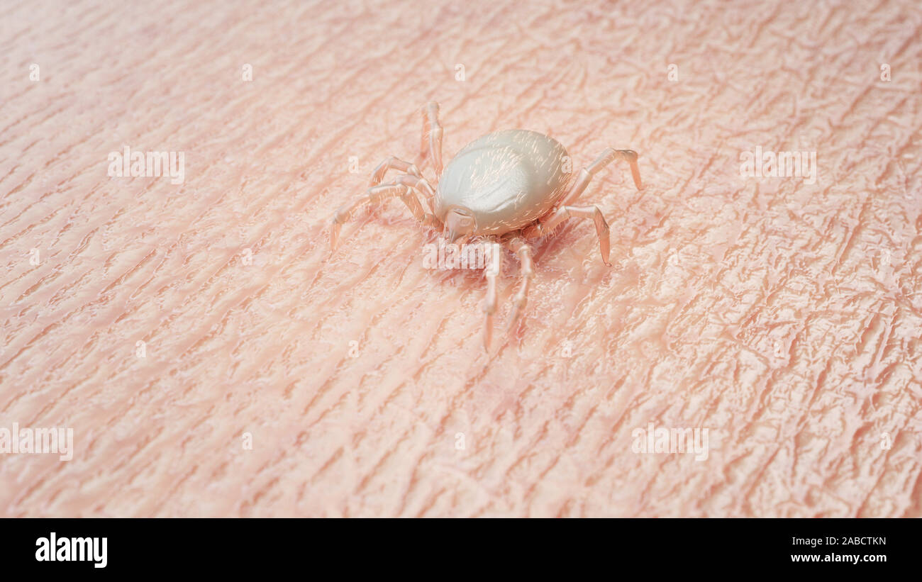 3d rendered medically accurate illustration of a tick larva Stock Photo ...