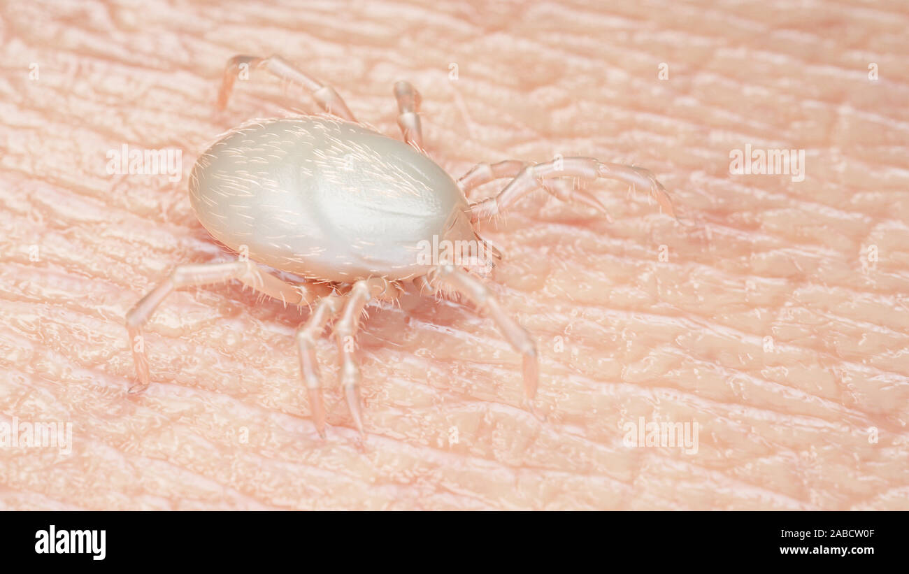 3d rendered medically accurate illustration of a tick larva Stock Photo ...