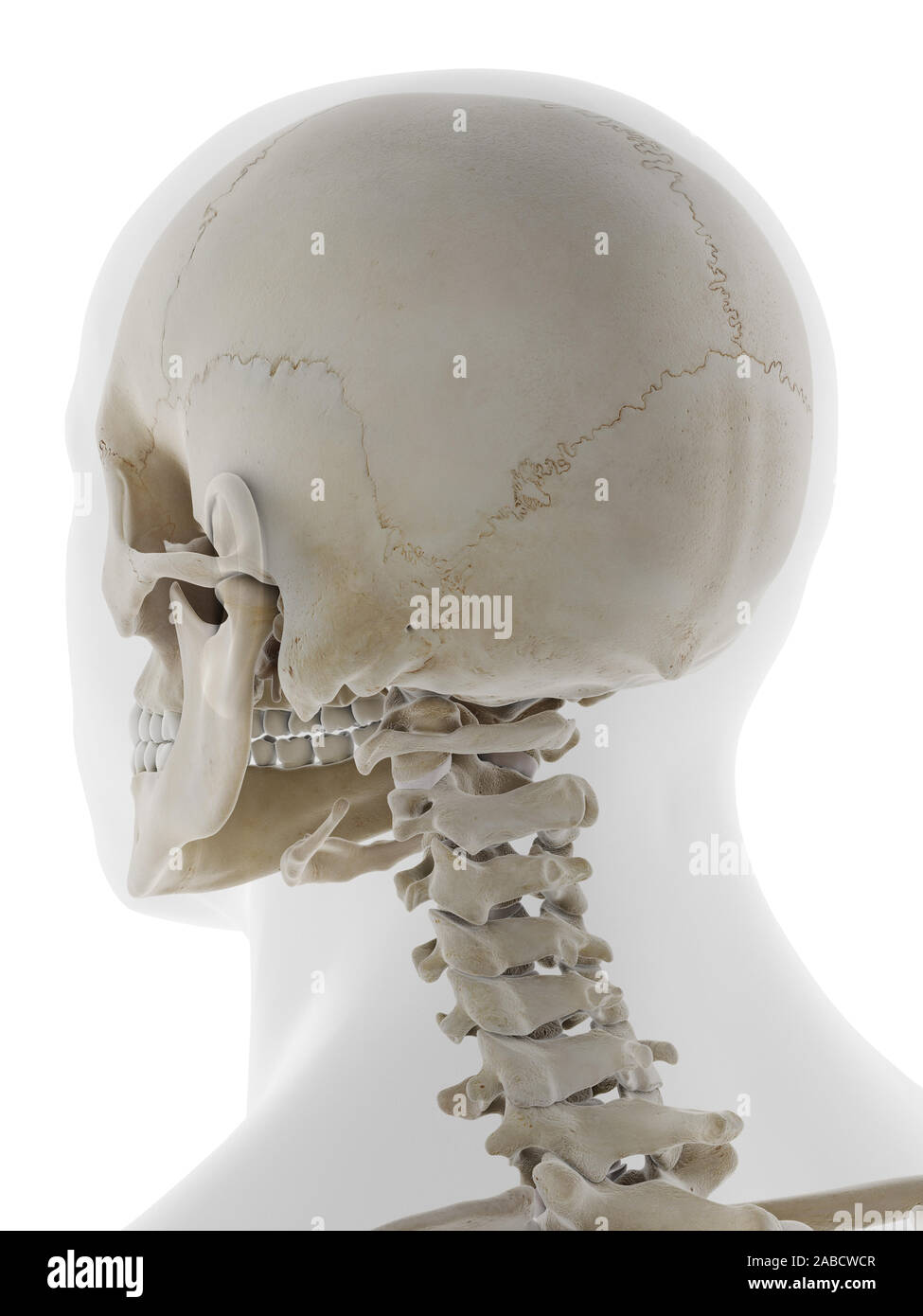 3d rendered medically accurate illustration of the back of the skull ...