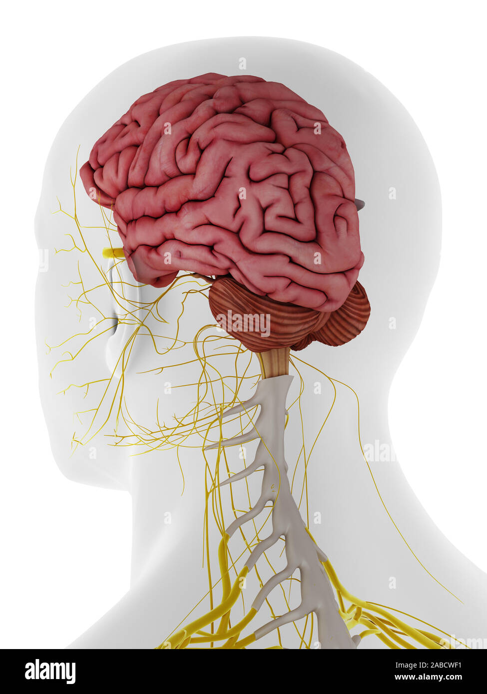 3d rendered medically accurate illustration of the back of the brain ...