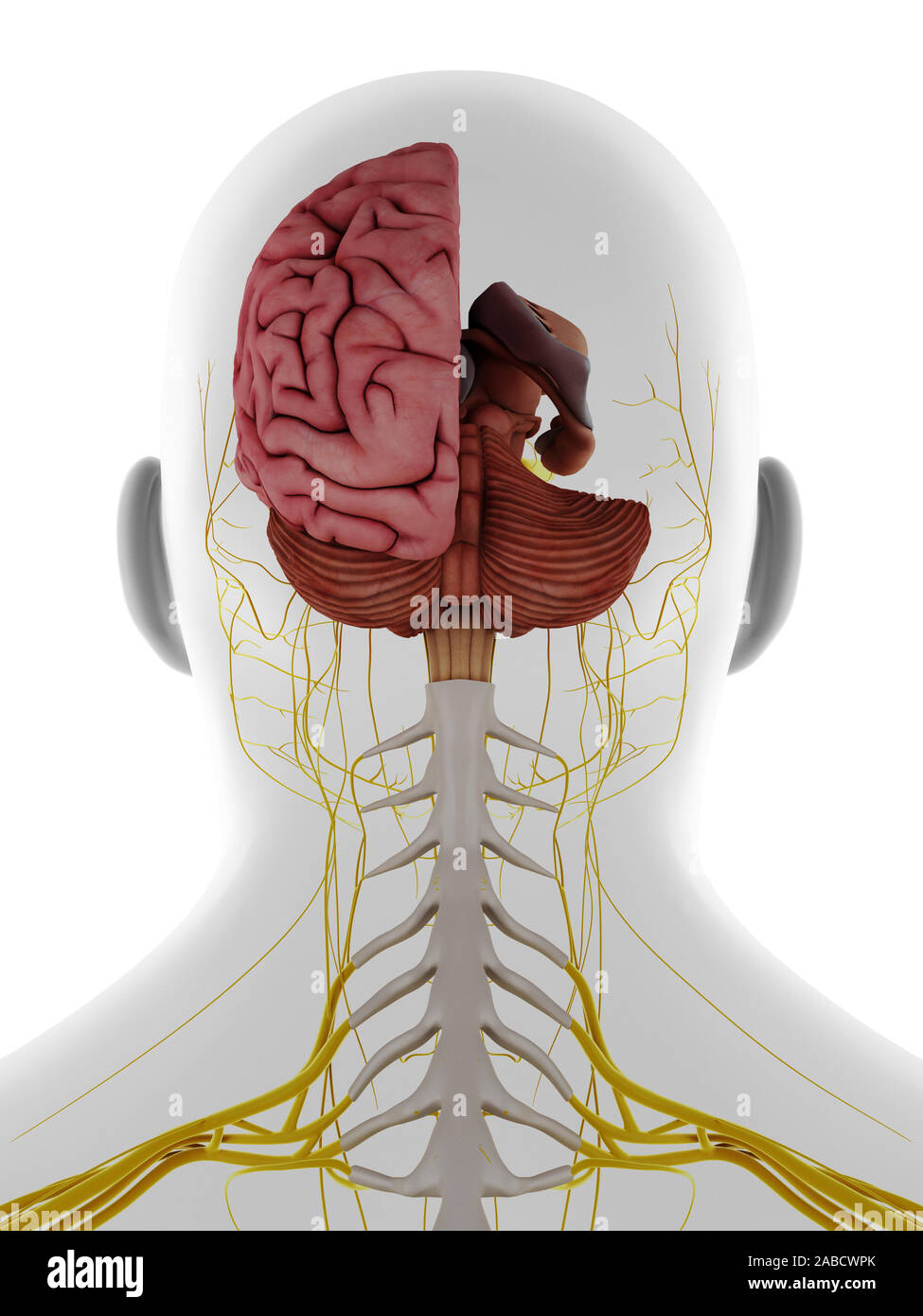 3d rendered medically accurate illustration of the posterior Stock ...